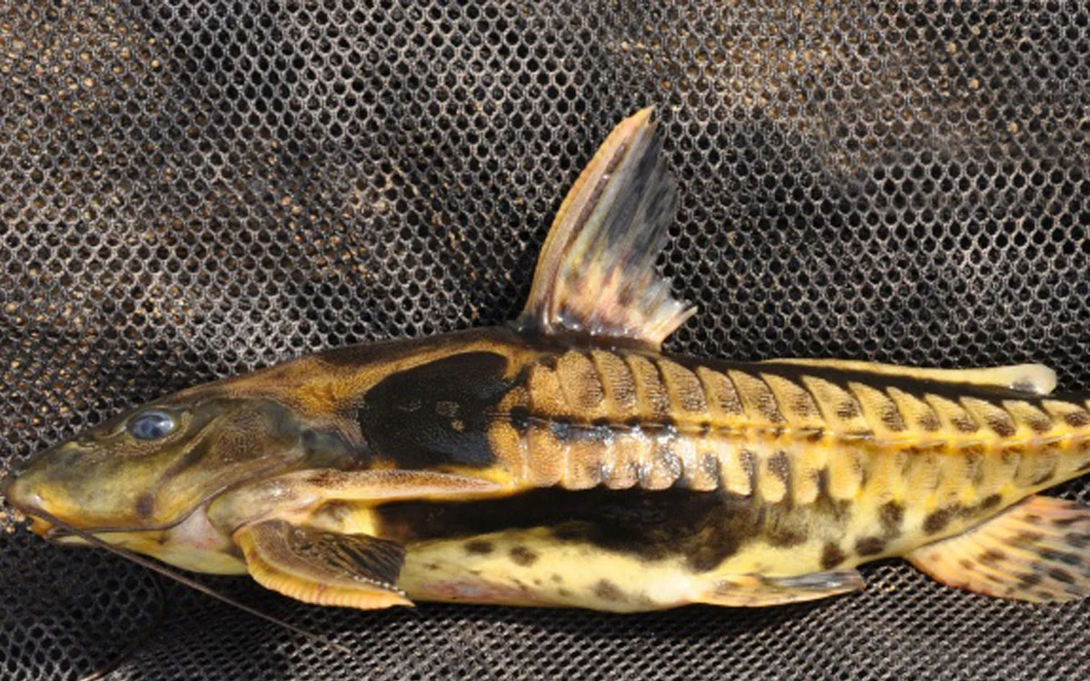 Armau Tigre: Um Guia Completo - Aquarismo e Pescaria